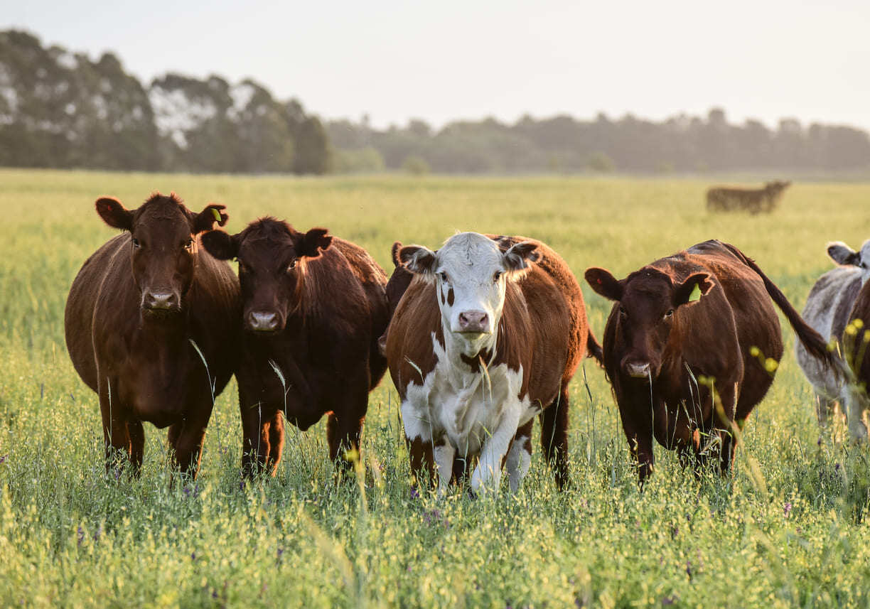 Beef cattle essentials: things to know when starting a cow-calf operation